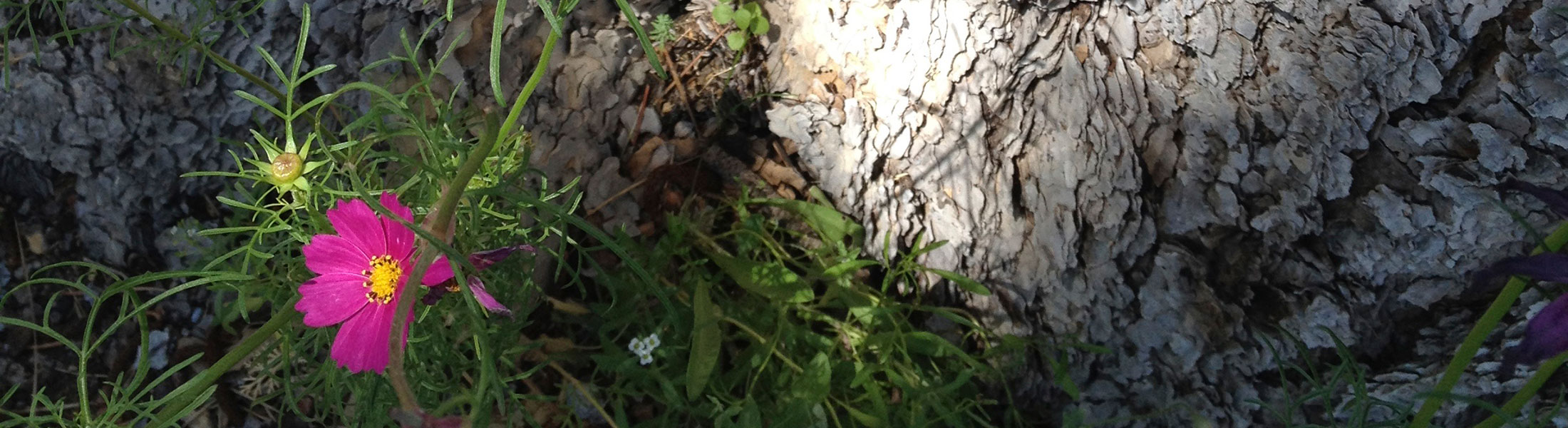 Contact | Caughlin Ranch Home Owners' Association