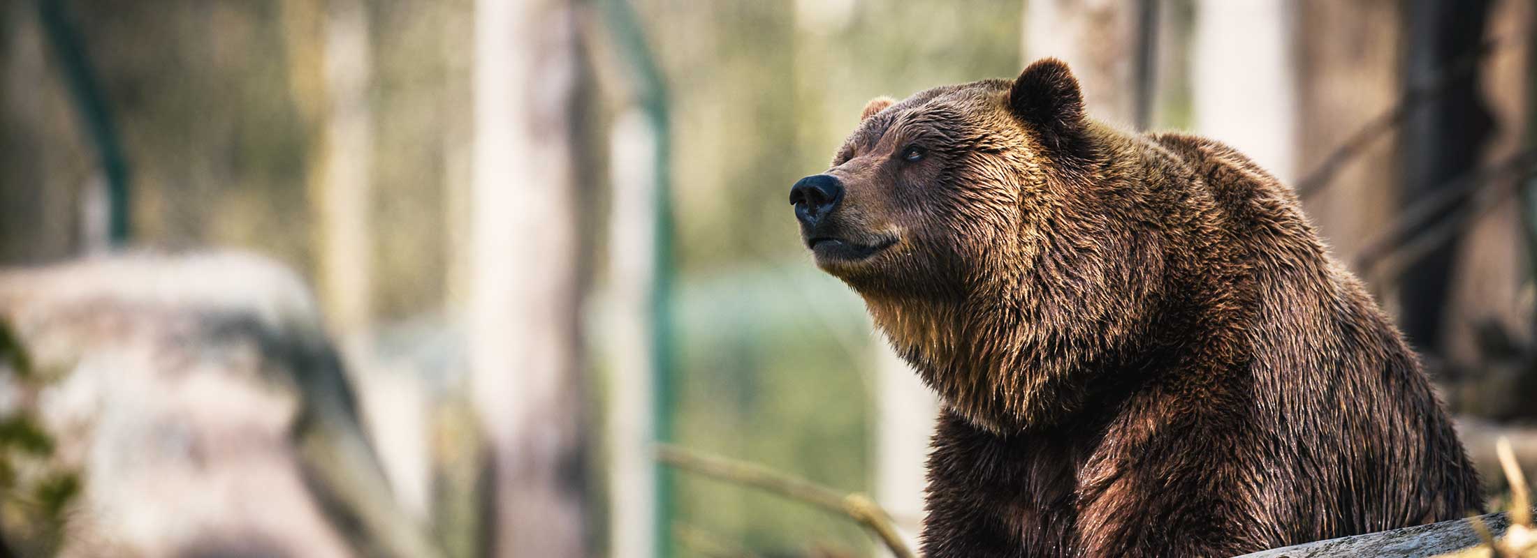 Bear Beware | Caughlin Ranch Home Owners' Association