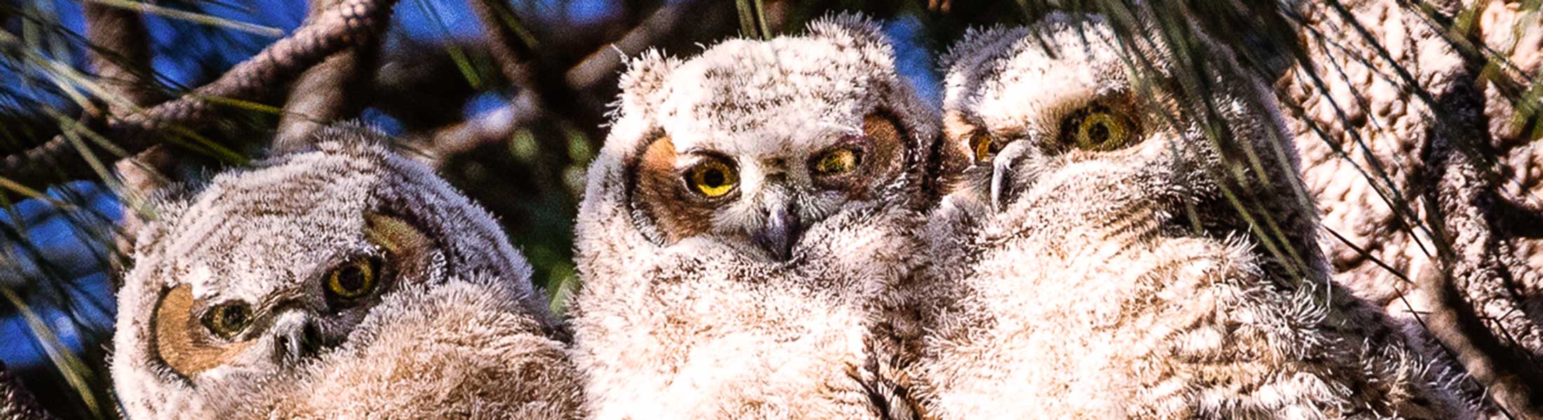 Financial Reports | Caughlin Ranch Home Owners' Association