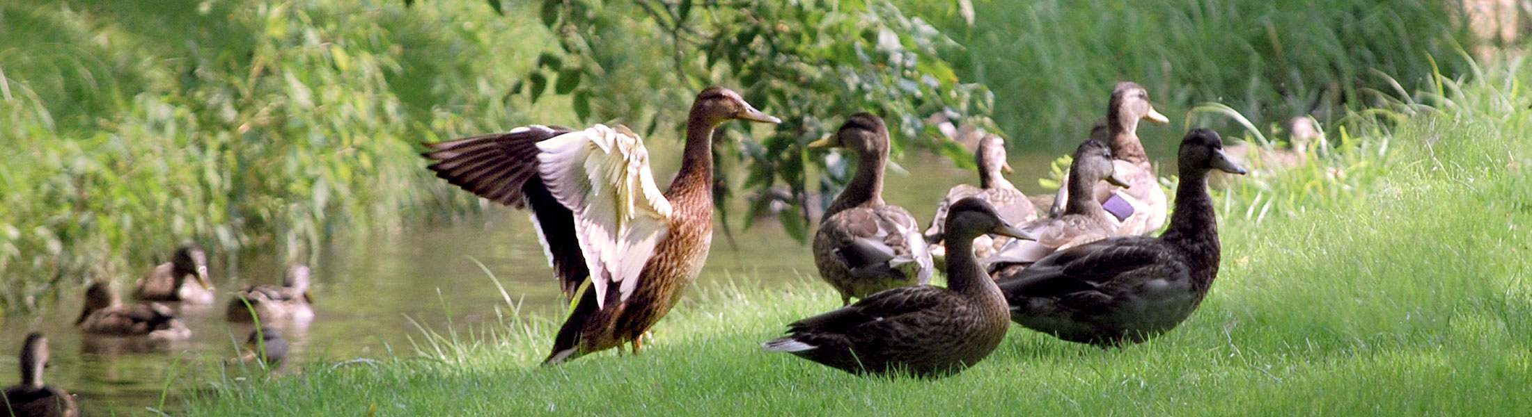 Meeting Minutes | Caughlin Ranch Home Owners' Association