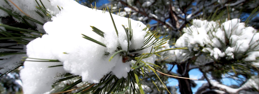 The Caughlin Rancher - Caughlin Ranch Home Owners' Association