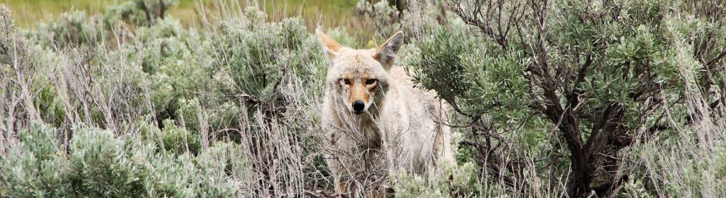 Home - Caughlin Ranch Home Owners' Association